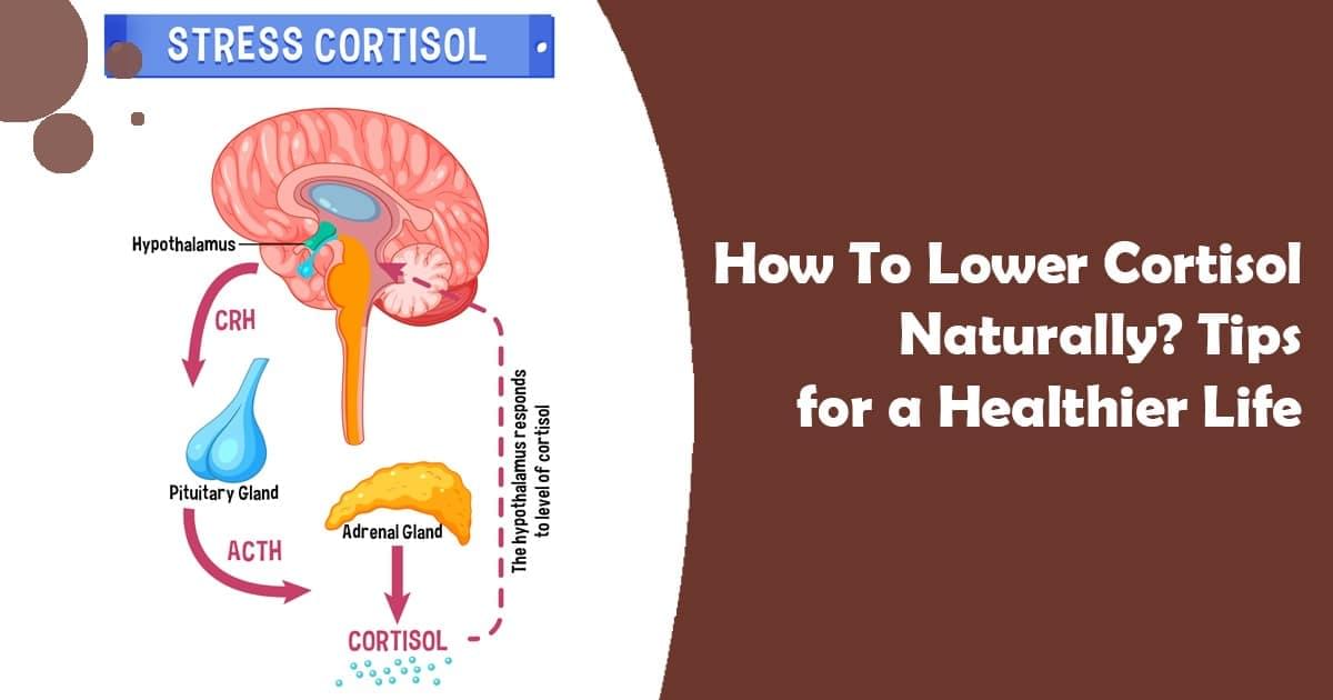 cortisol function in body
